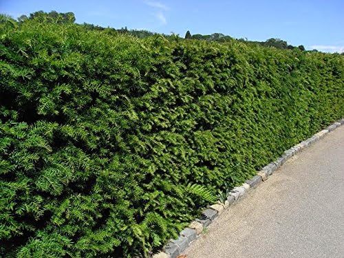 5 English Yew 1-2ft Hedging Plants,4yr Old Evergreen Hedge,Taxus ...