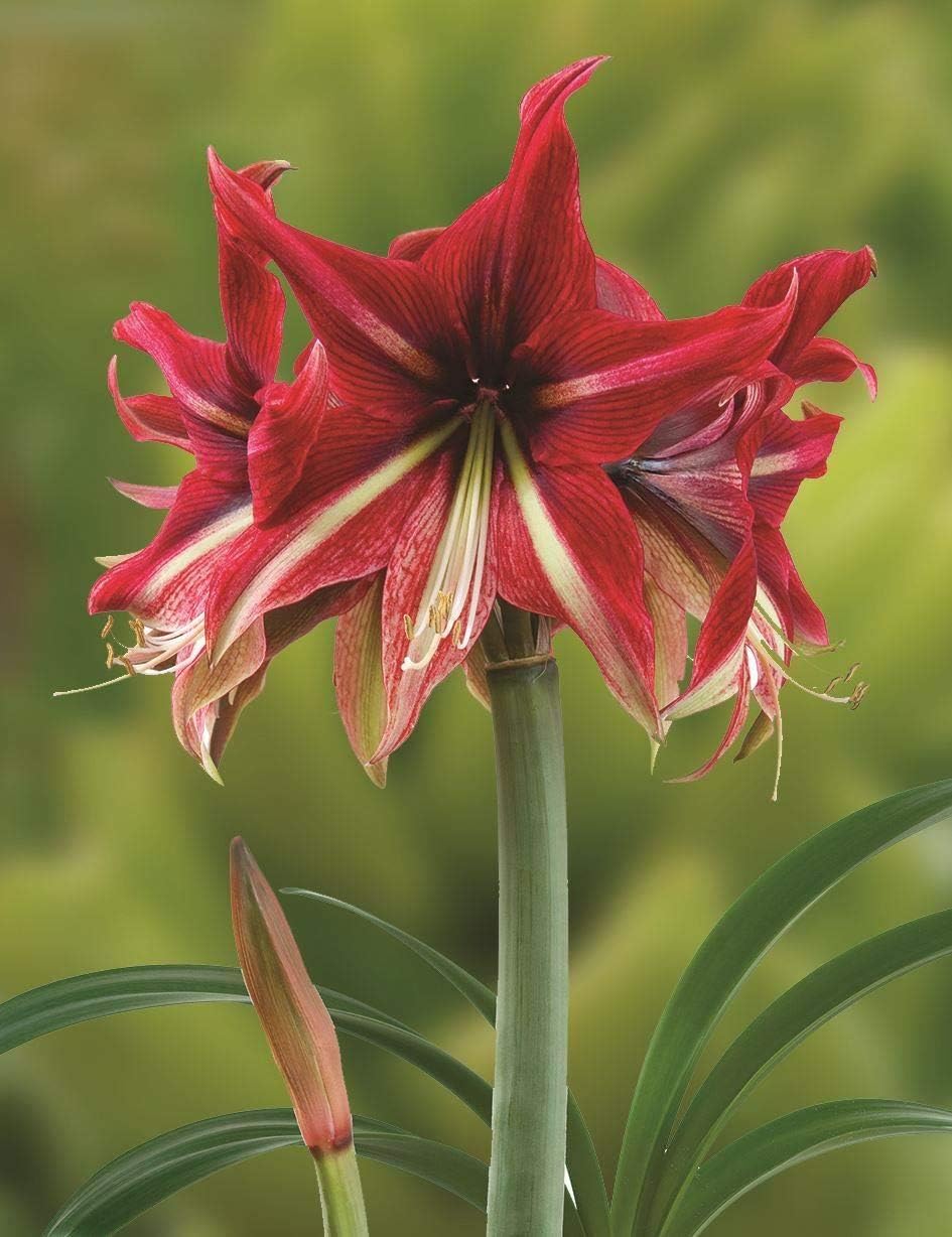 Amaryllis Ruby Star Grow Your own Amaryllis Gift Pack.: Amazon.co.uk ...