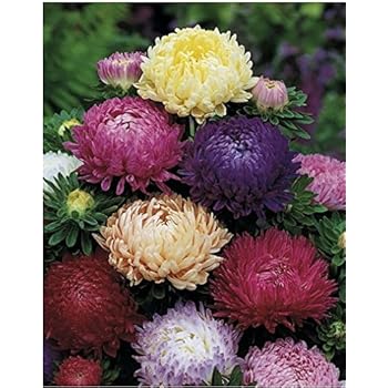 Amazon.com : Aster, Giants of California 25+ Seeds Organic, Beautiful ...