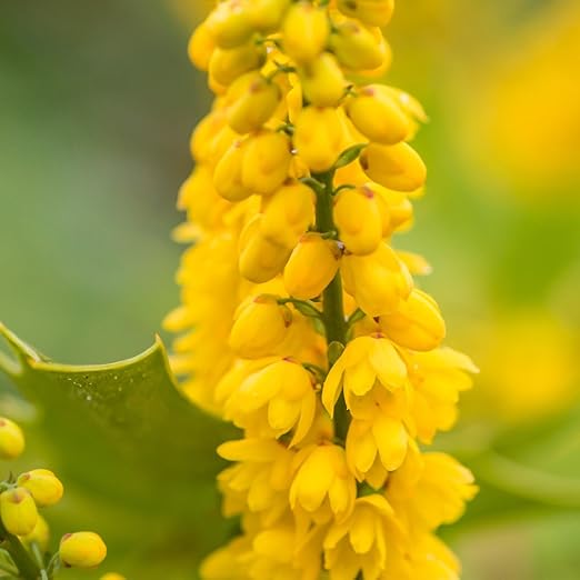 Hardy Evergreen Drought Tolerant Shrub Outdoor Garden Mahonia Yields ...