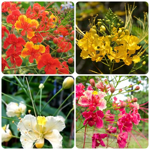 40 Pride of Barbados Seeds, Poinciana Tree Seeds, Peacock Flower, Bird ...