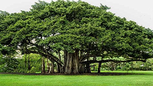 Creative Farmer Tree Seeds Banyan Tree -Aaal Maram Office Houseplant 20 ...