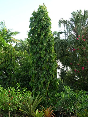 Buy Polyalthia longifolia pendula, Mast Tree, False Ashoka Tree ...