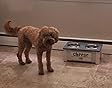 Amazon.com: Personalized Raised Dog Bowl Stand with Internal Storage ...