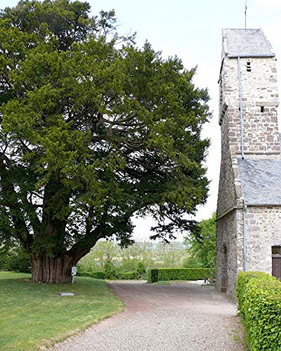 Amazon.com : Taxus baccata: Common or Pyramid Yew Seeds : Yew Trees ...