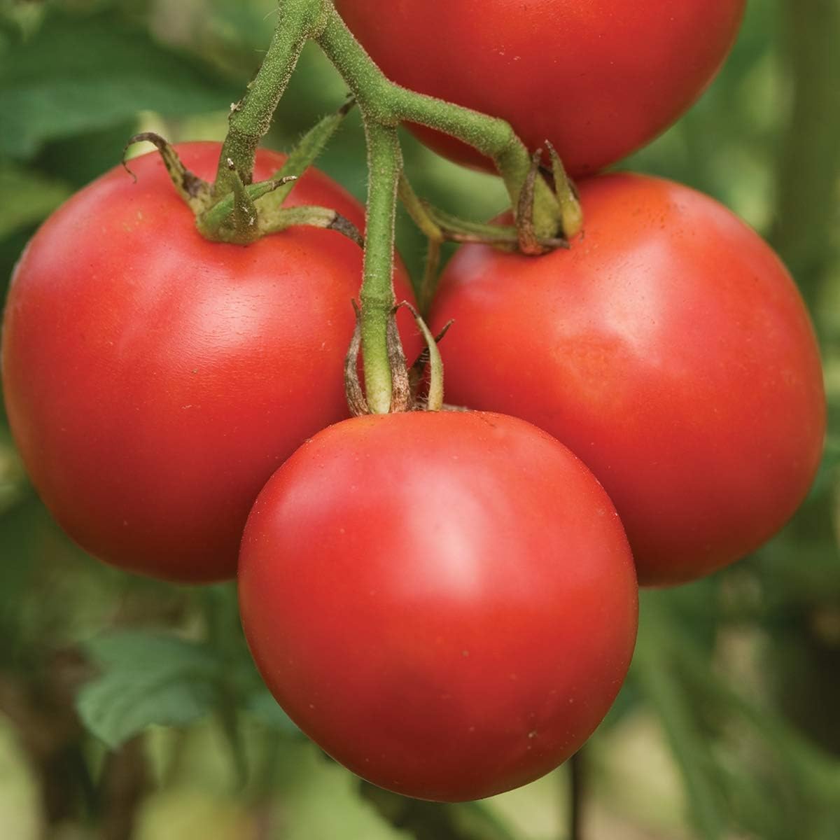 Amazon.com : Burpee 'Riesentraube' Heriloom | Red Cherry Tomato | 30 ...