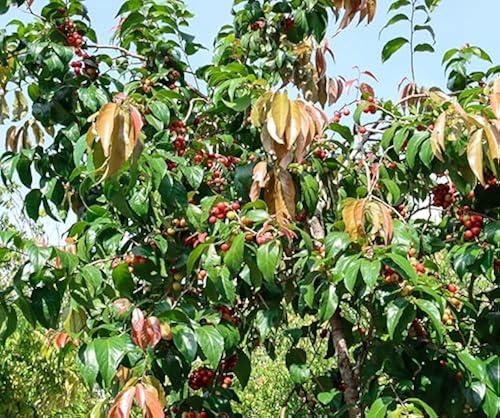 Jamaican Cherry Tree Seeds for Planting (30 Seeds) - Muntingia calabura ...