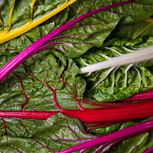 How To Grow Swiss Chard For Amazing Harvests All Season