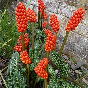 Amazon.com : 5 Bulbs of Arum Italicum - Italian Arum. Red-orange Spikes ...