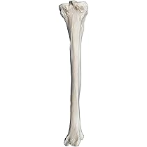 Human Tibia