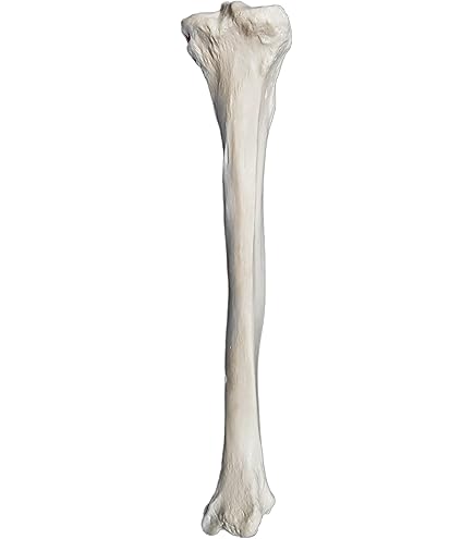 Real Tibia Bone