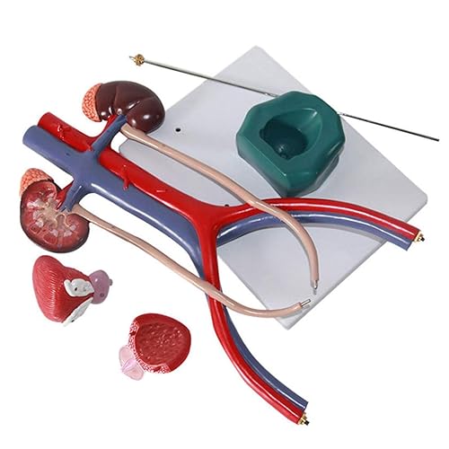 Anatomical Models Human Urinary System Anatomy Model with Base Medical ...