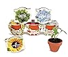Buzzy Seeds Terracotta Mini Grow Pots | Herb, Plant, Flower Starter Kit ...