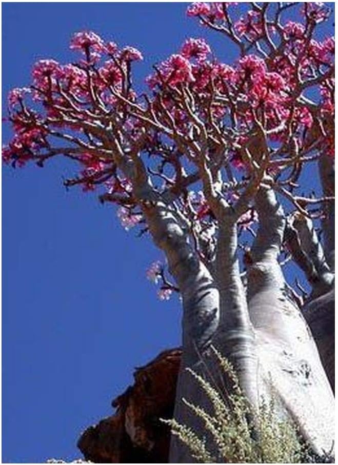 Amazon | Adenium black somalense var. somalense - Desert Rose Somalense ...