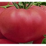 Amazon.com : Heirloom NON GMO Giant Italian Tomato Tree 25 Seeds ...