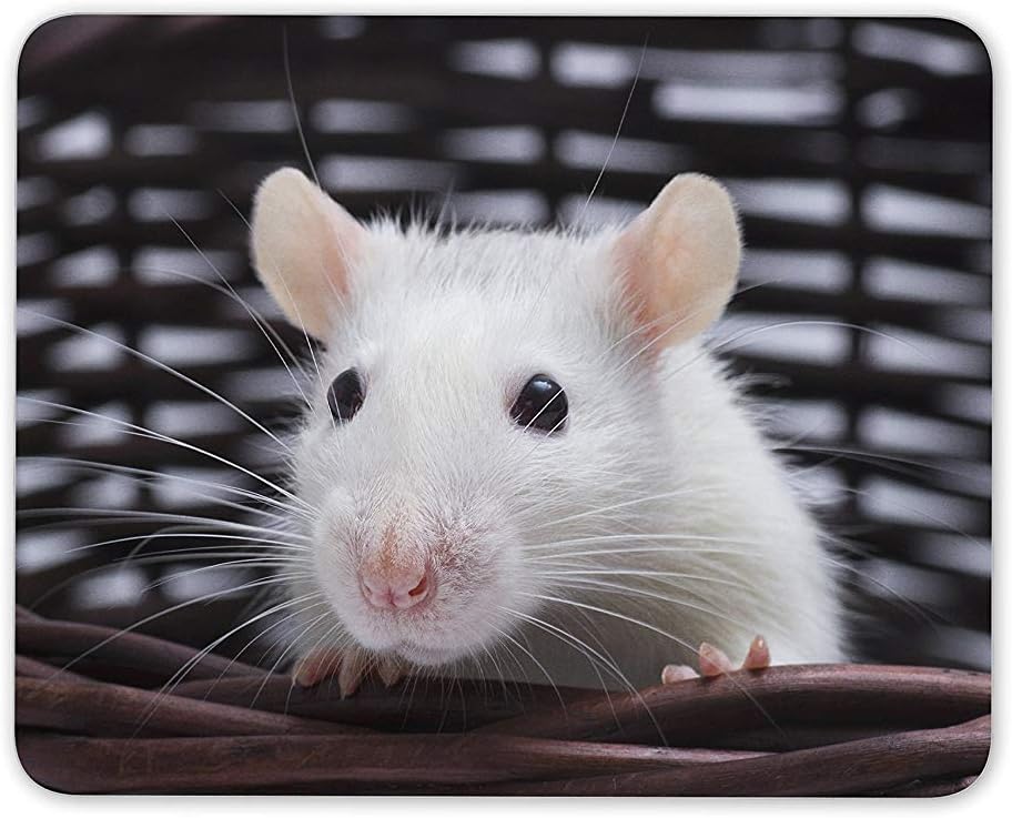 White Pet Mouse