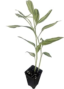 Amazon.com : Japanese Myoga Ginger Live Plant - Zingiber mioga : Patio ...