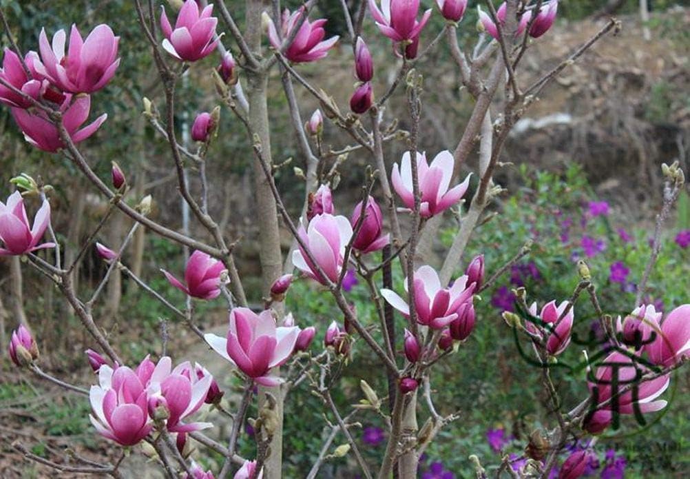 20 Pcs Alexandra Magnolia Seeds Lily Flower Tree Fragrant Tulip ...