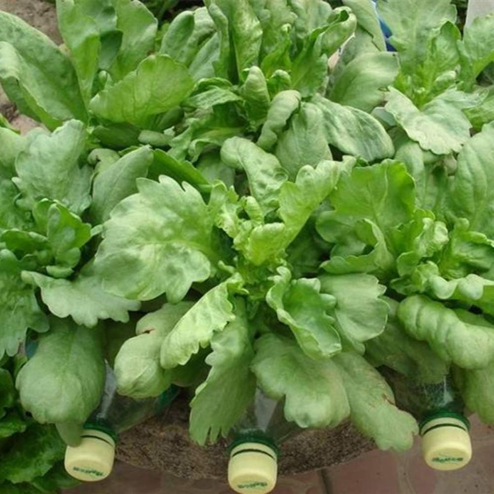 Crown Daisy Seeds 1000+ Large Leaves (Chrysanthemum Coronarium ...