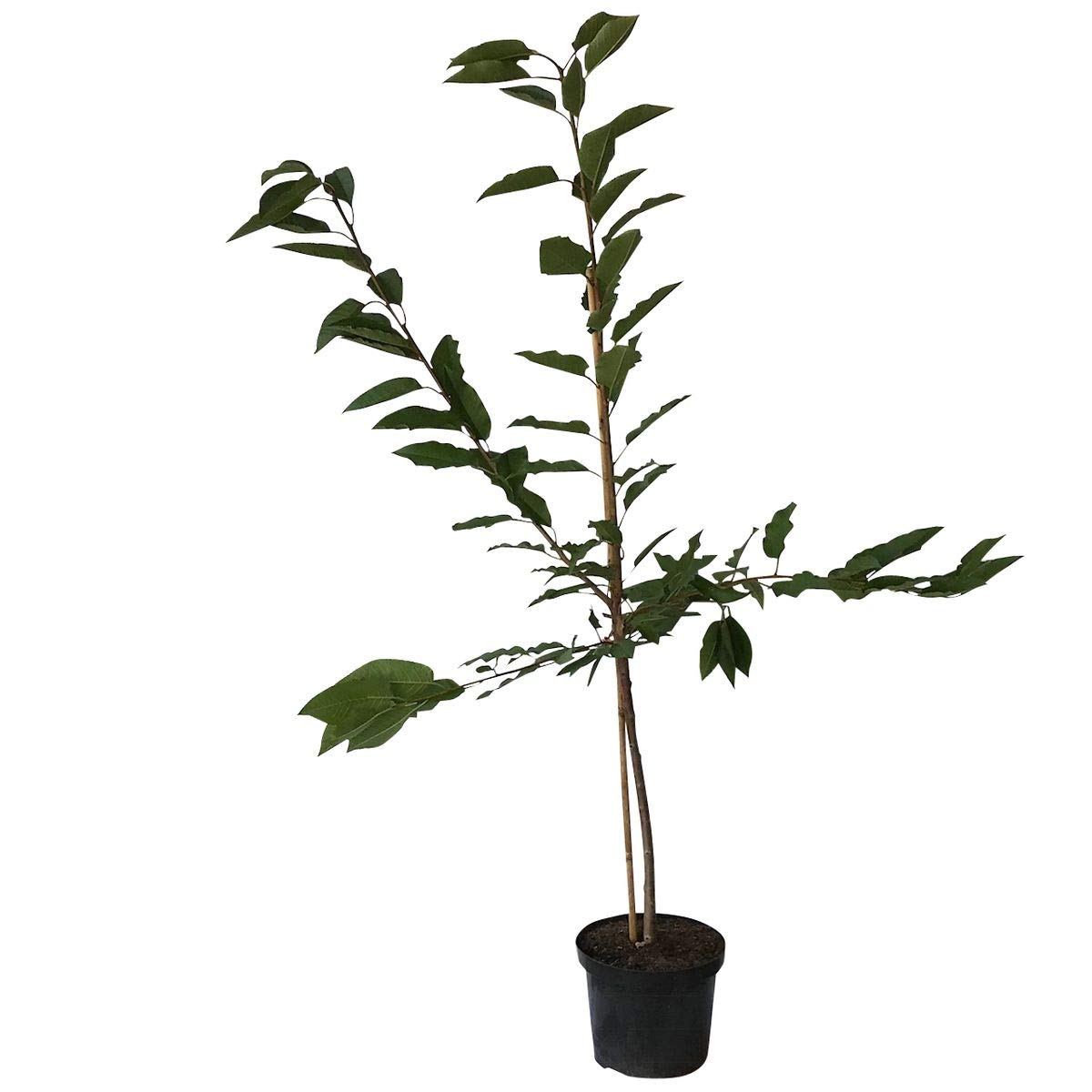 Müllers Grüner Garten Shop Große Schwarze Knorpelkirsche Süßkirsche ...