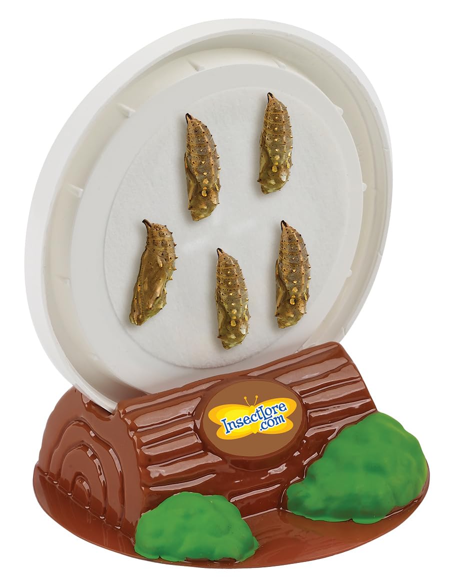 Mua Insect Lore Cup of Caterpillars Deluxe | 5 Live Baby Caterpillars ...