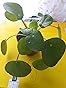 Mini - Pilea peperomioides - Chinese Money Tree - Belly Button Plant in ...