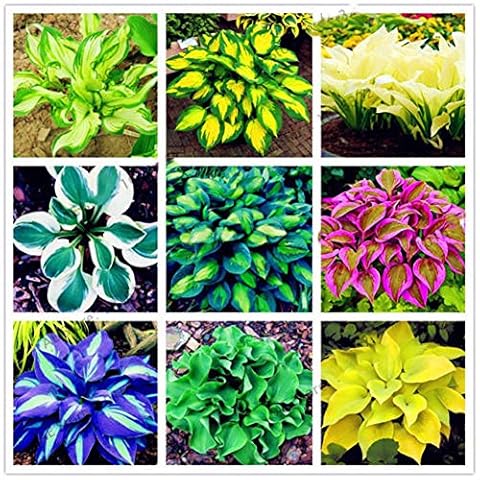 -Bulk- HOSTA "Sum & Substance" Shade Lover 250+Perennial Seeds ...