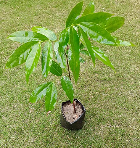 Buy Ohhsome Saraca Asoca Ashoka Tree Sapling Plant Herb Sita_Ashoka ...