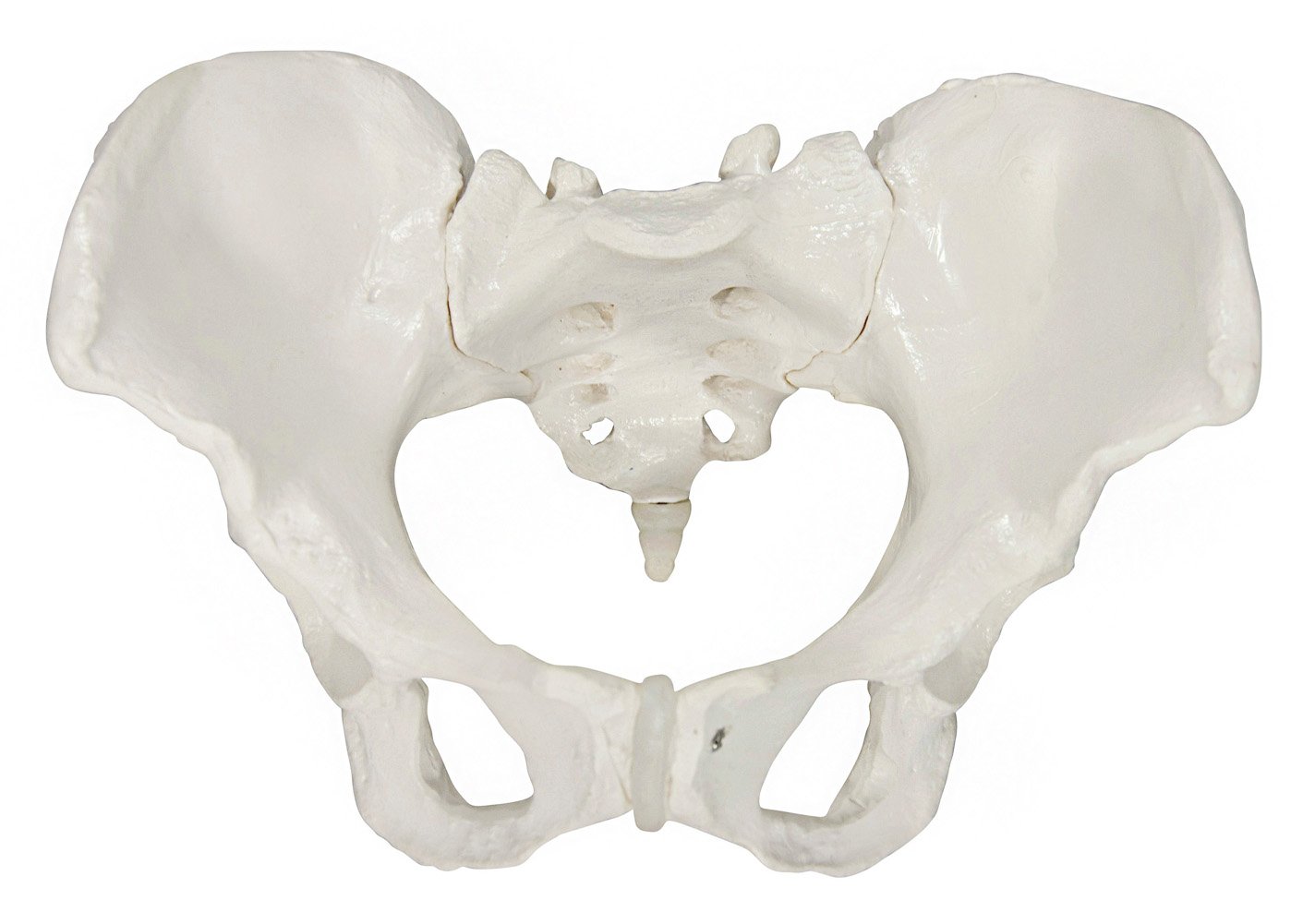 Mua Axis Scientific Skeletal Model of The Female Pelvis | Anatomical ...