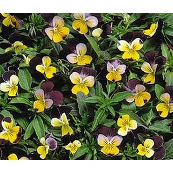 Amazon.com : 100 JOHNNY JUMP UP Violet Viola Tricolor Flower Seeds ...