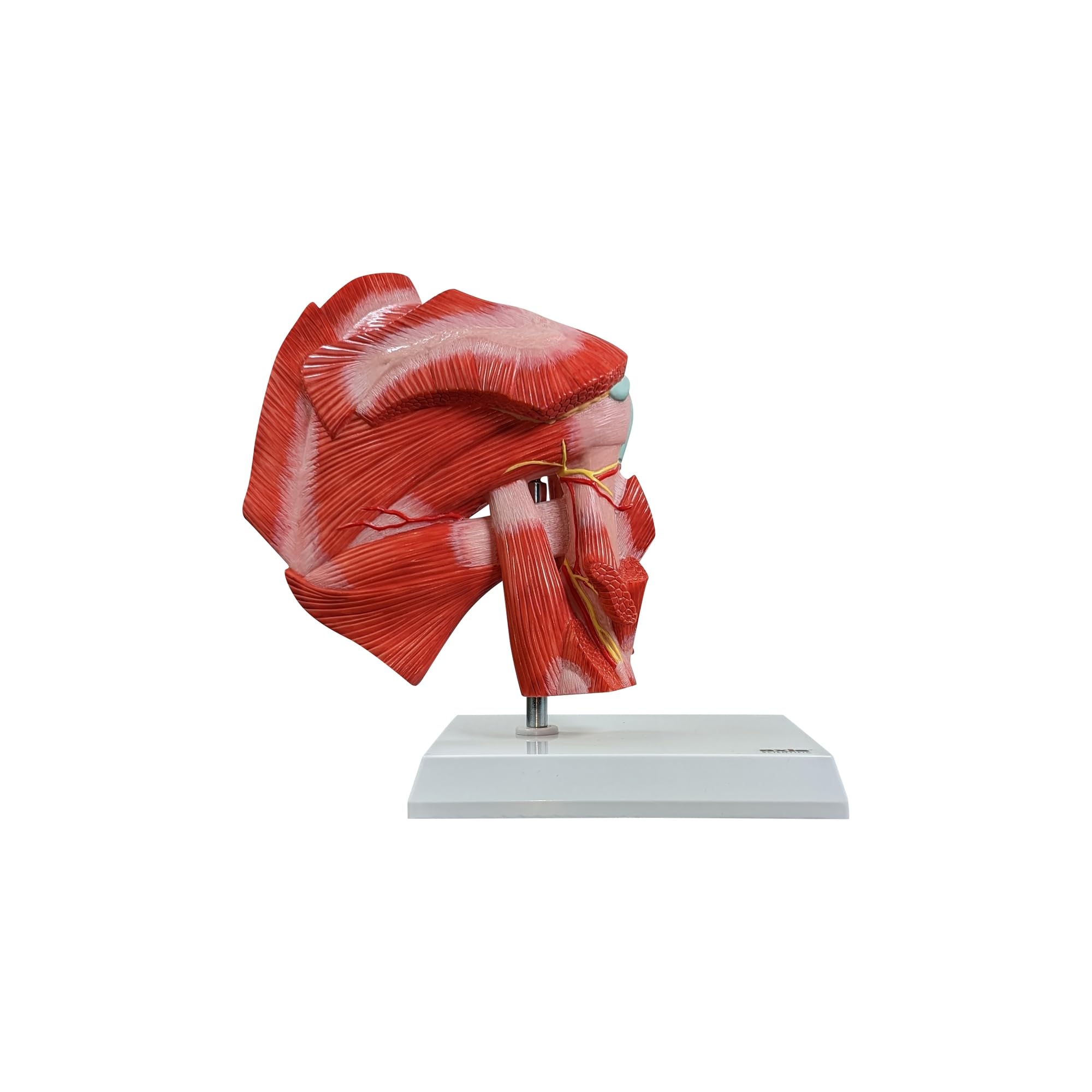 Mua Muscled Shoulder Joint Model – Shows Complete Shoulder Musculature ...