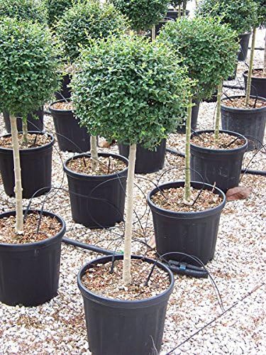 Ligustrum delavayanum/Box Leaf Privet Standard : 15L Pot : 60-70cm High ...