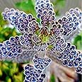 Amazon.com : QAUZUY GARDEN 25 Seeds Rare Dark Blue Kalanchoe Flaming ...