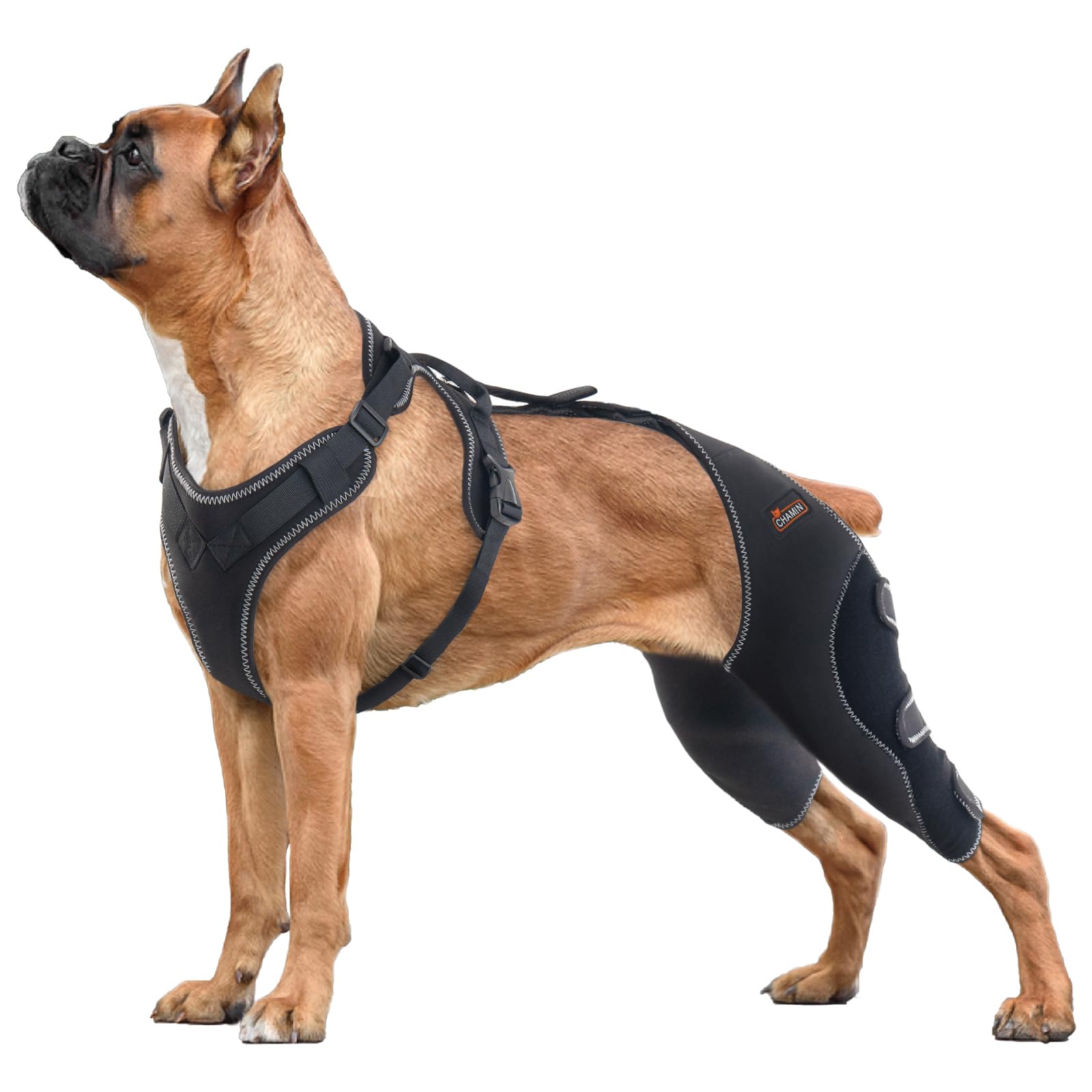 CHAMIN Dog Leg Braces for Hind Leg, Dog Acl Knee Brace Support for ...