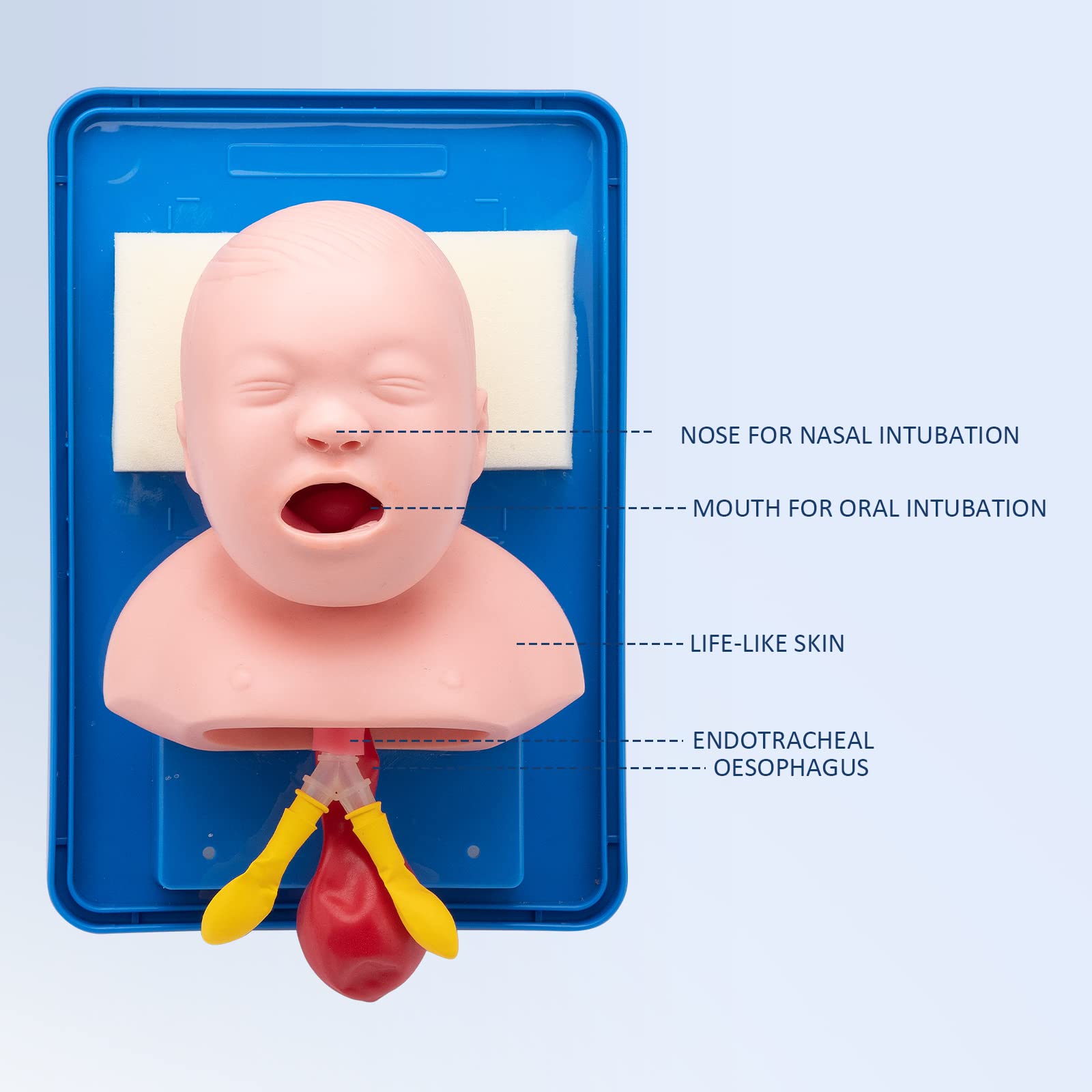Mua HEALTHIBLE Tracheal Intubation Infant Model - Oral/Nasal Intubation ...