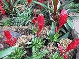 Vriesea - How to grow & care