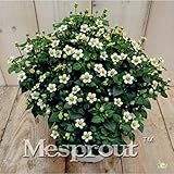 Exacum for sale - Grow plants