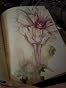 Amazon.com: Lady Cottington's Pressed Fairy Book: 10 3/4 Anniversary ...