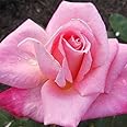 Amazon.com : Heirloom Roses Rose Plant - Pink Parfait Pink Rose Bush ...