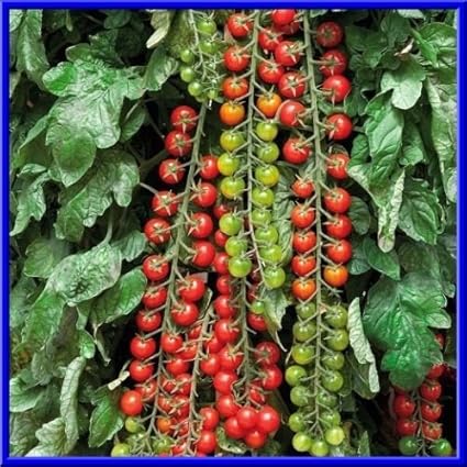 Rapunzel Tomato - 20 Seeds Comb. S/H See Our Store: Amazon.co.uk ...
