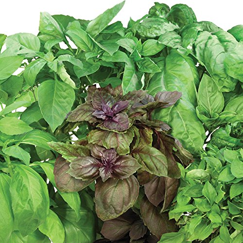AeroGarden International Basil Seed Kit (7 pod) - Marijuana Grow Supplies