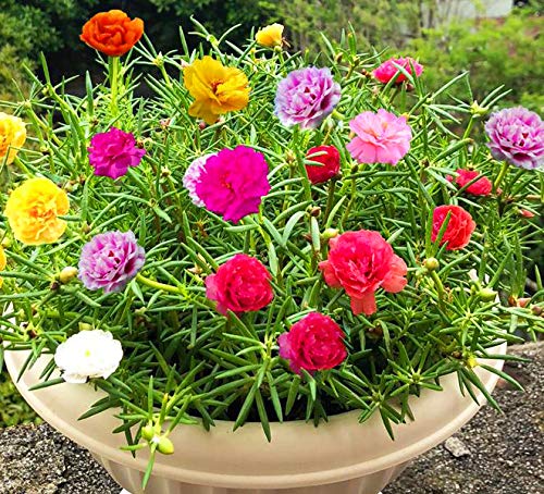 KVITER 2 000 Mix Double Moss Rose Seeds for Planting (Portulaca ...