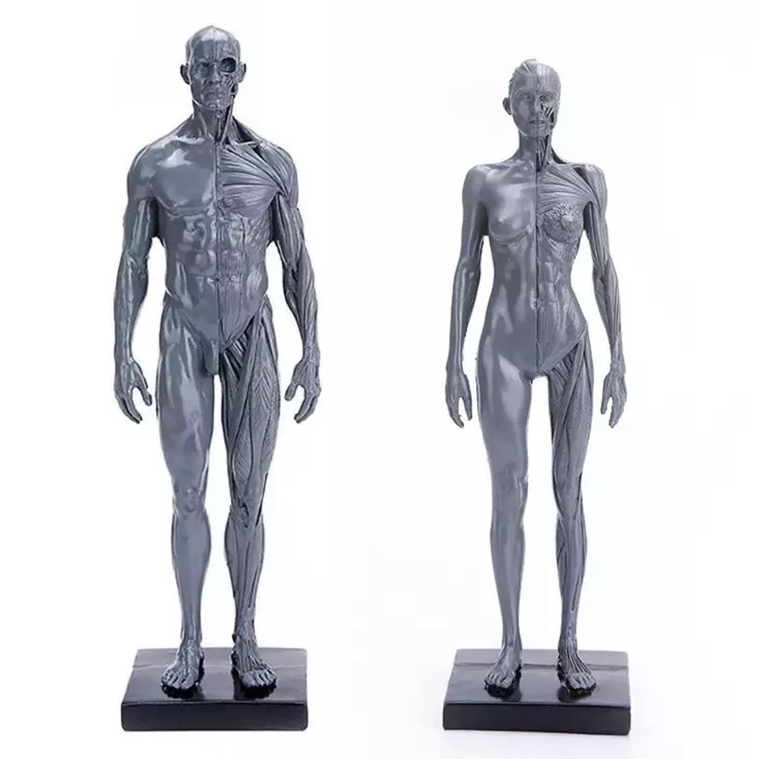 Male&Female Human Anatomy Figure Ecorche and Skin Model Lab Supplies ...