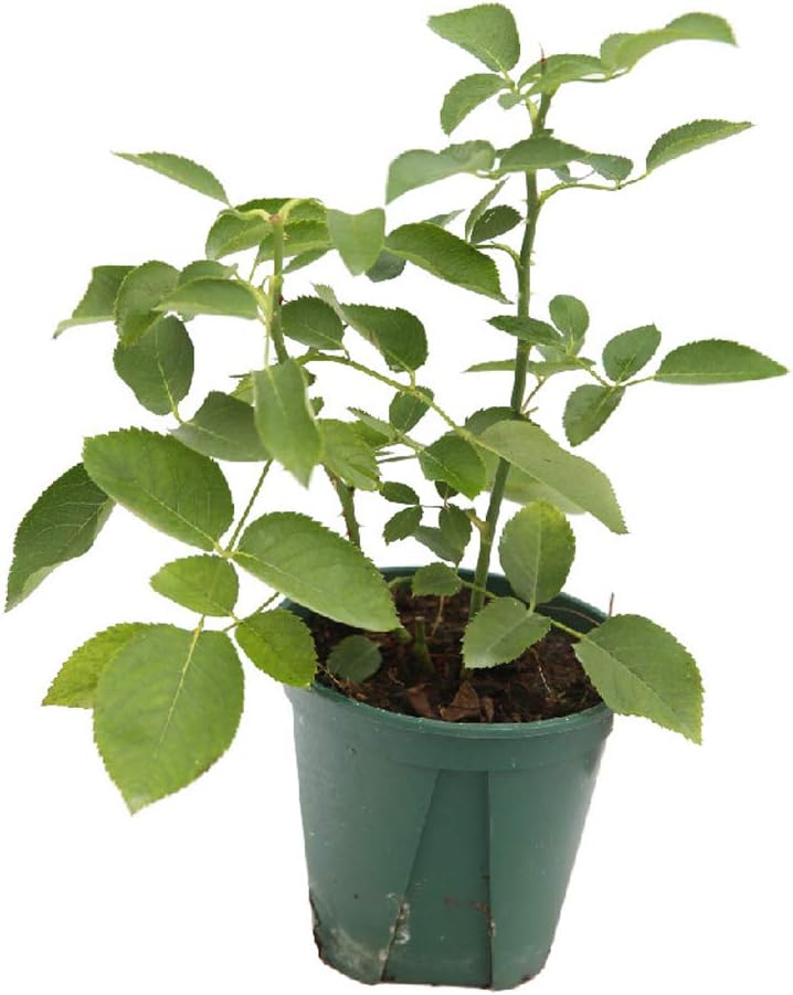 Rose Orange Romantic Star Seeds 100+（Rosa Rugosa Thunb）Easy Grow Rose ...