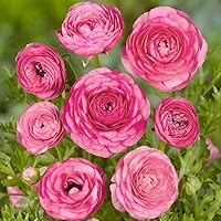 Amazon.com : 25 White Ranunculus Bulbs Spring Planting - Buttercup ...
