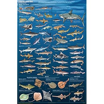 Amazon.com: Prehistoric Sea Monsters Poster 24x36: Prints: Posters & Prints