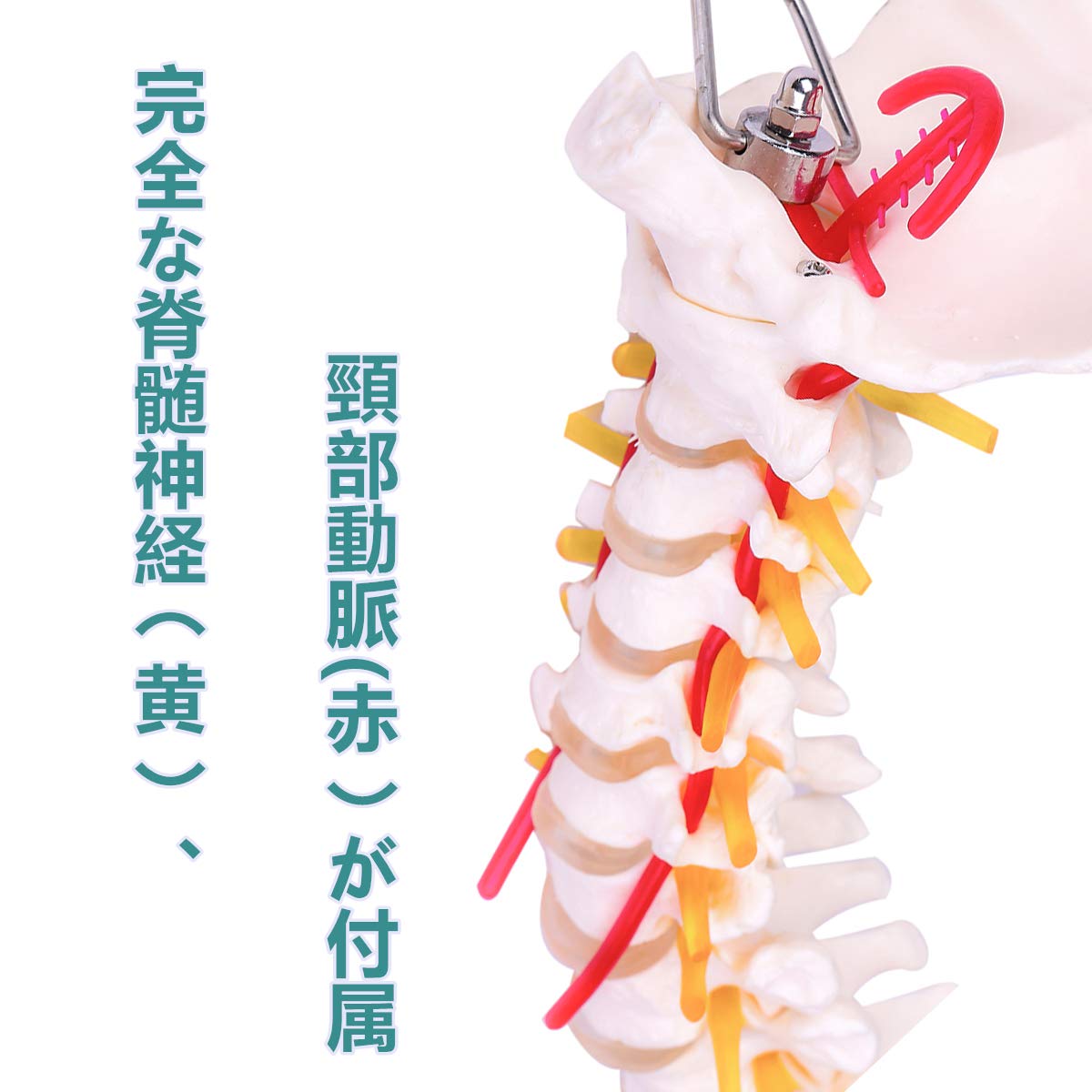 Mua (Physical The) Spinal Model, 35.4 inches (90 cm), Spinal Vertebra ...