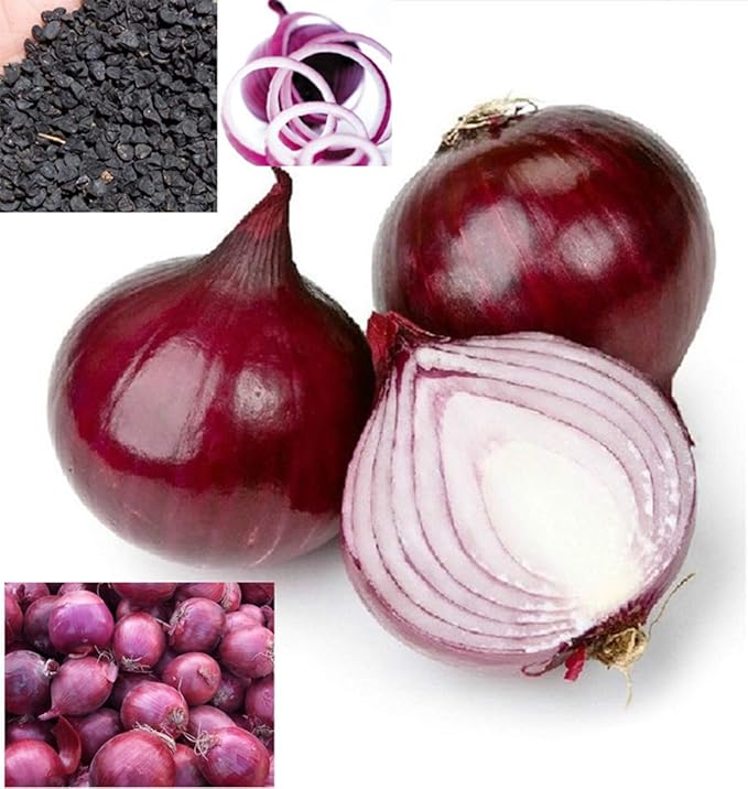 100 graines/paquet Oignon Légume Printemps Graines D'oignon Rouge ...