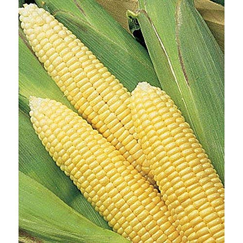 Early Sunglow Hybrid F1 Corn Seeds - A Yellow Regular Sweet Type ...