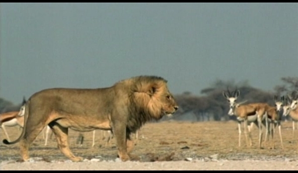 Watch Lions 3D& Roar Of The Kalahari on Amazon Live
